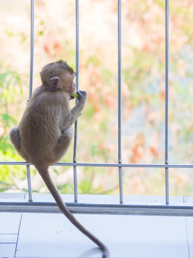 Baby Asian Monkey Eating Fresh Friut Stock Photo - Image of character ...