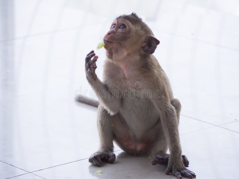 Baby Asian Monkey Eating Fresh Friut Stock Photo - Image of business ...