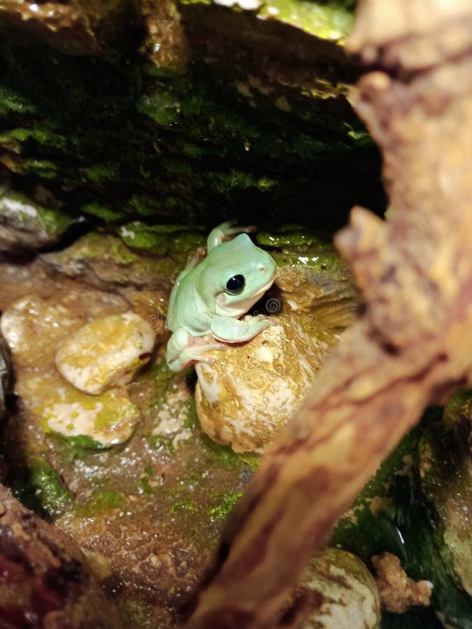 Baby Australian Green Tree Frog Stock Photo - Image of frog, australian ...