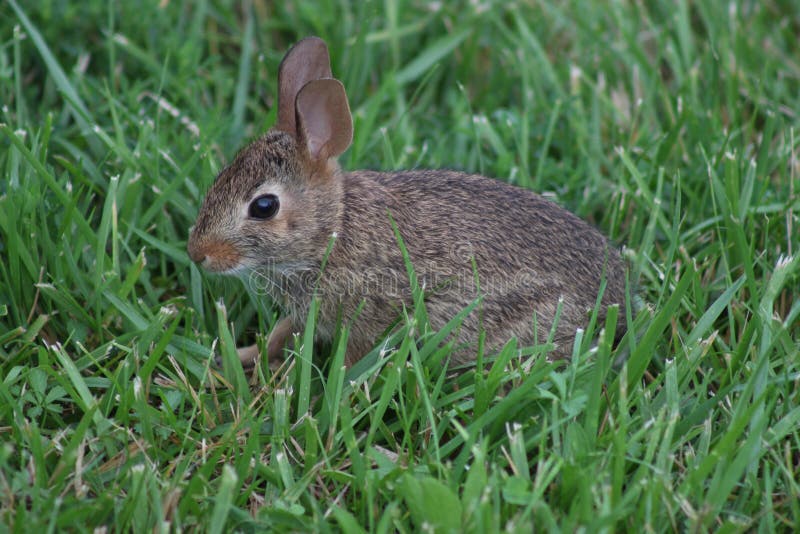 Baby babbit stockfoto. Bild von gras, waldkaninchen, hasen - 66273914