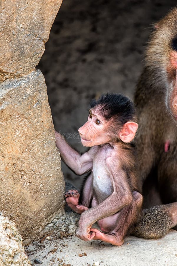 Baby baboon stock photo. Image of bridegroom, asia, child - 100582724