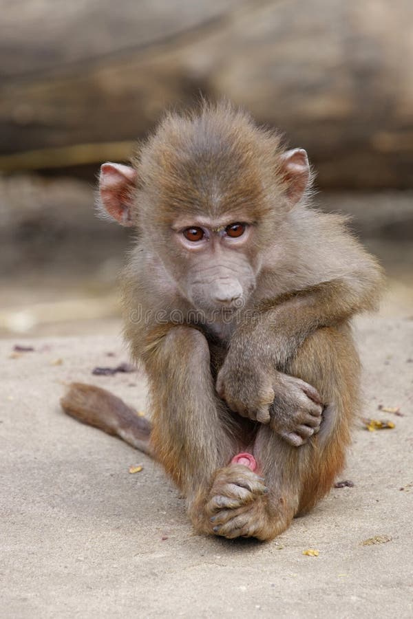 Baby baboon stock image. Image of fauna, brown, africa - 14039527