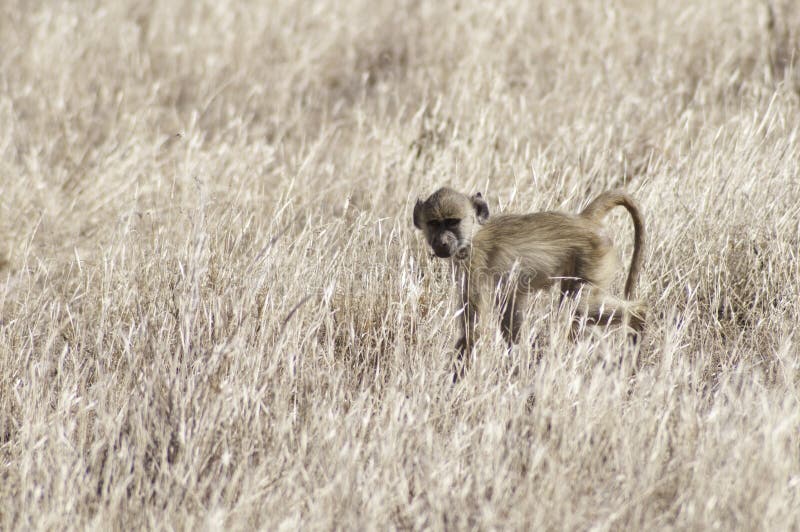 Baby baboon stock photo. Image of safari, baboon, tiny - 15811886