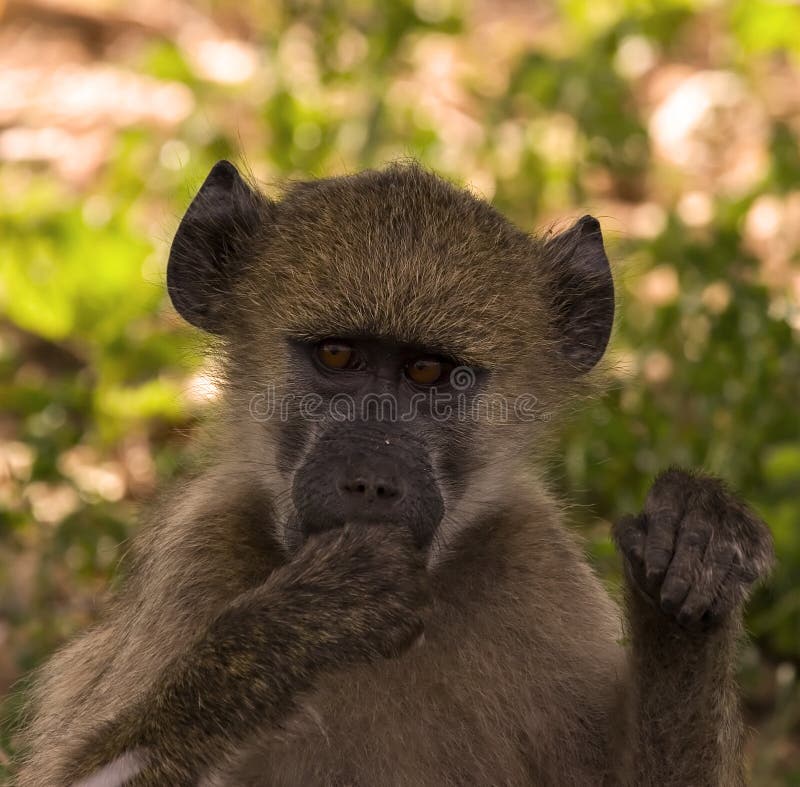 Baby Baboon stock image. Image of animal, baboons, baby - 3096763