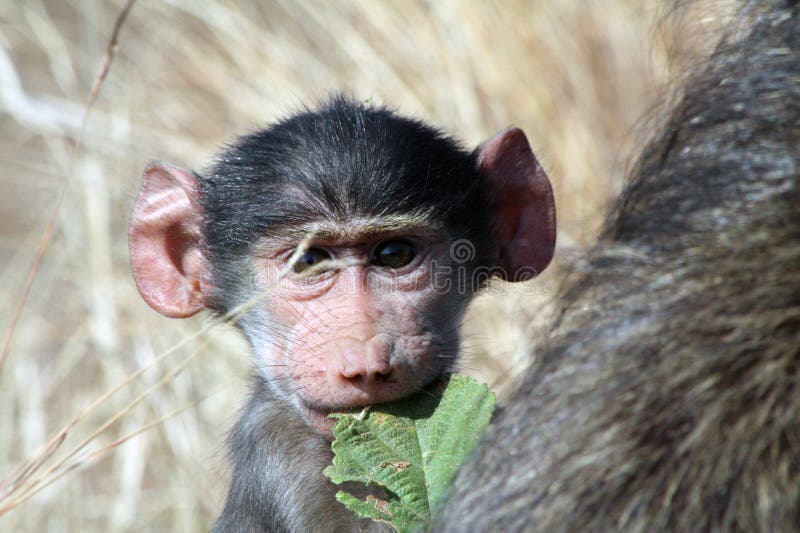 Baby Baboon stock image. Image of wildlife, primate, cute - 23180795