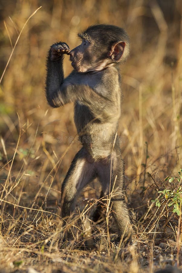 Baby Wild Boar ,Sus Scrofa, Stock Photo - Image of ungulates, lovely ...