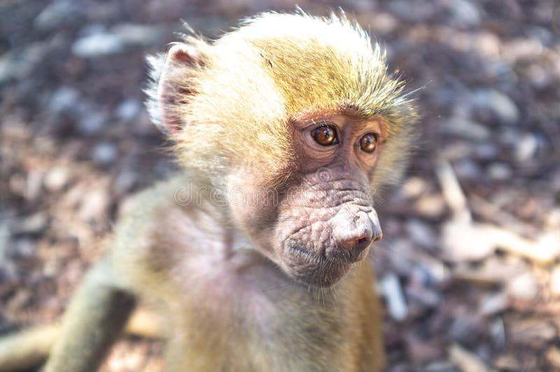 Baby Baboon stock image. Image of animal, baboons, baby - 3096763