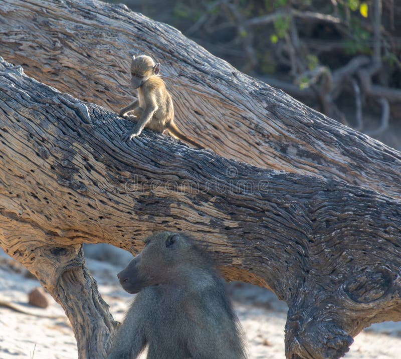 Baby Baboon Playing on Tree Trunk Stock Image - Image of five, african ...