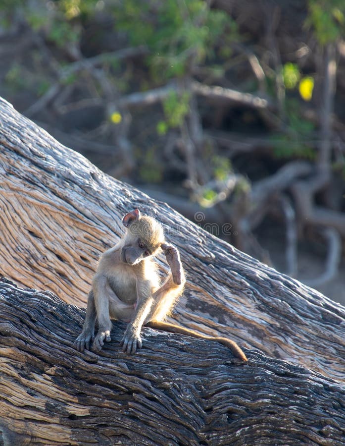 Baby Baboon Playing on Tree Trunk Stock Image - Image of baby ...