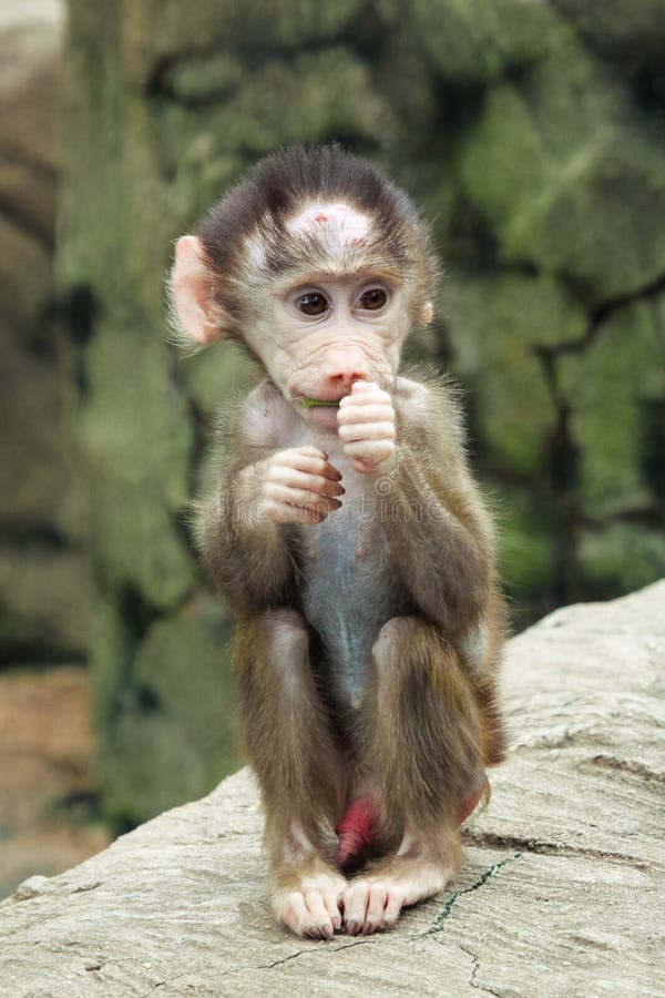Baby Baboon stock image. Image of nature, cute, papio - 31072803