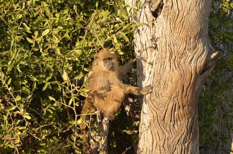Baby Baboon on a Tree, Botswana Stock Image - Image of mammal, animal ...