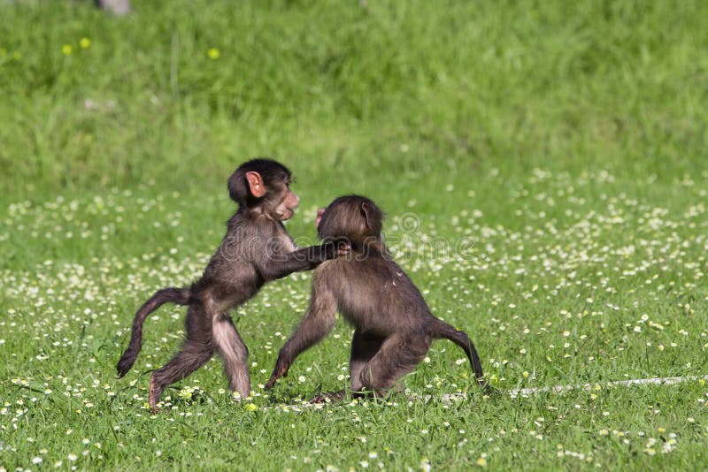 Baboons stock photo. Image of africa, baboons, parents - 1105296