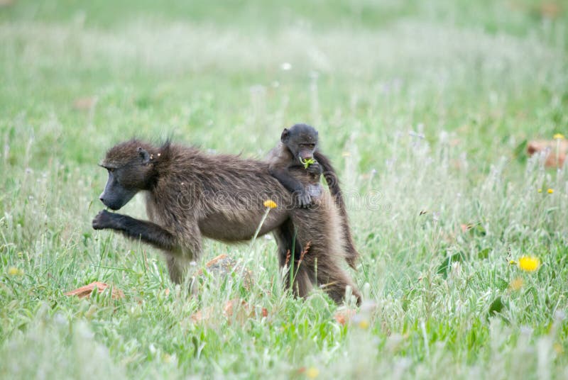 Baby On Back Of Female Baboon Stock Photo - Image: 7877980