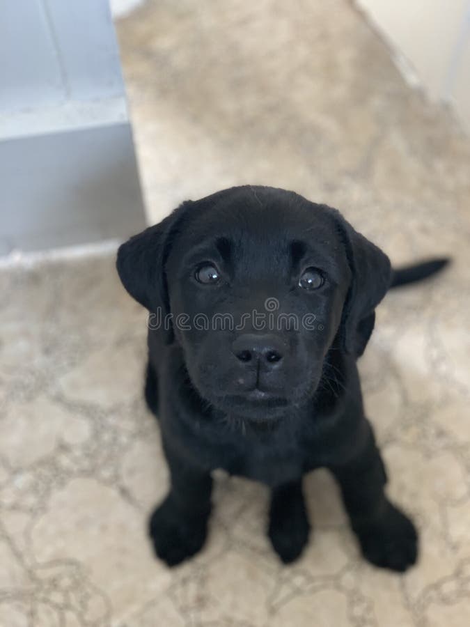 Baby bailey stock photo. Image of bailey, puppy, eyes - 172052202