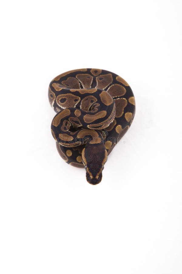 Royal python snake stock photo. Image of eyes, tree - 104131516
