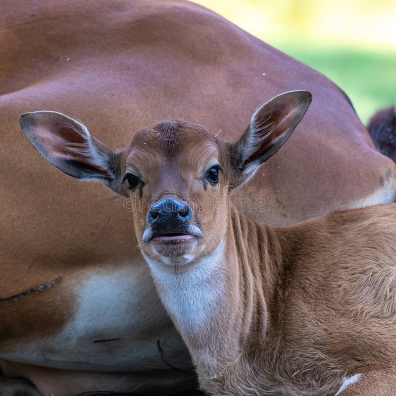 Baby Banteng Bos Javanicus or Red Bull is a Type of Wild Cattle Stock ...