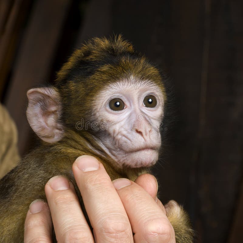 Baby Barbary Macaque - Macaca Stock Photo - Image of looking, sapajou ...