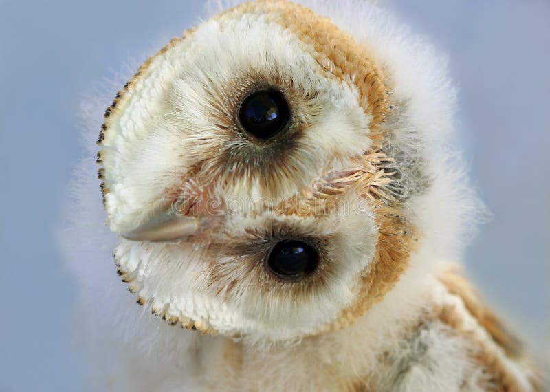 Baby Barn Owl stock image. Image of prey, innocent, endangered - 1110933