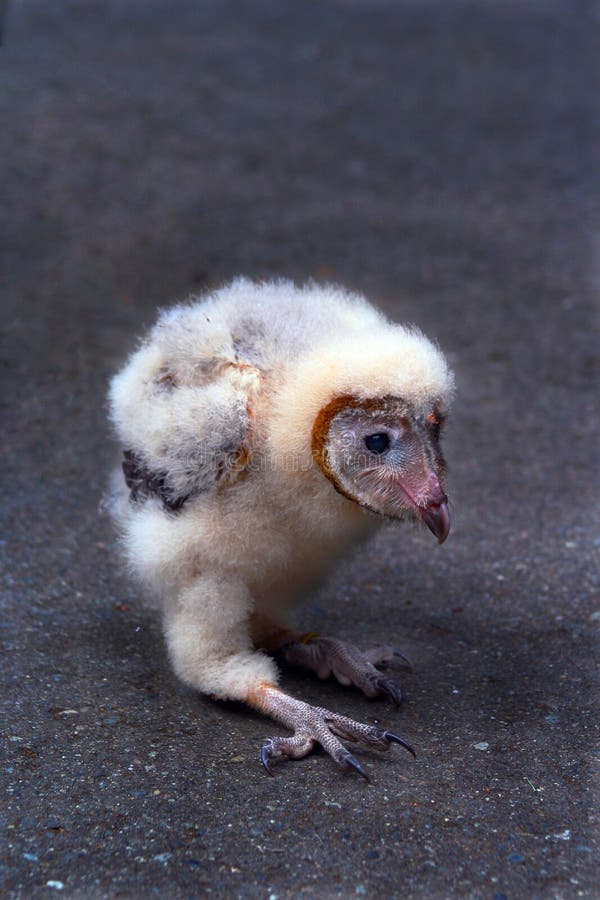 Baby Barn Owl stock image. Image of innocence, bird, fluff - 3173161