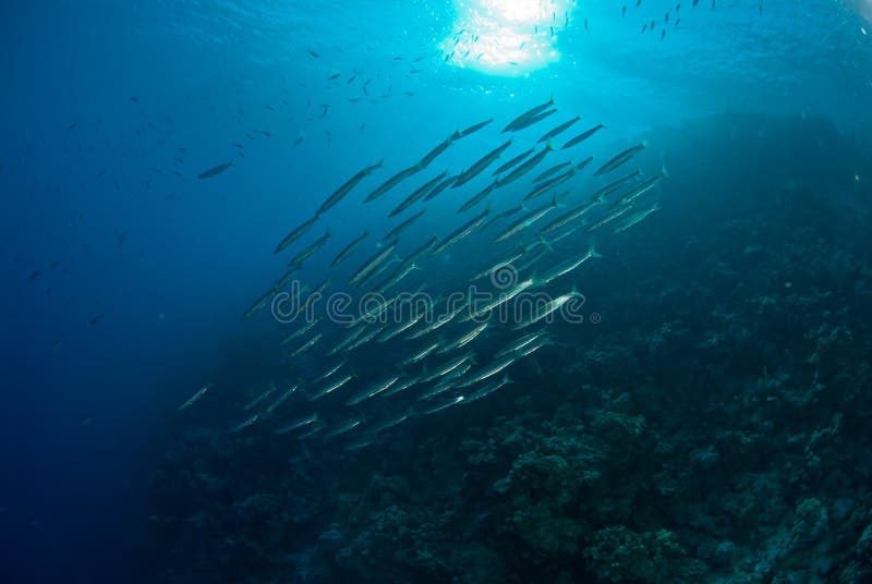 Baby barracuda stock photo. Image of tranquility, exotic - 10947572