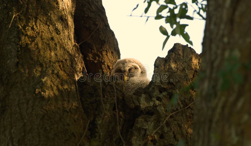 Baby Barred Owl Sleeping in Nest Stock Image - Image of wildlife, trunk ...
