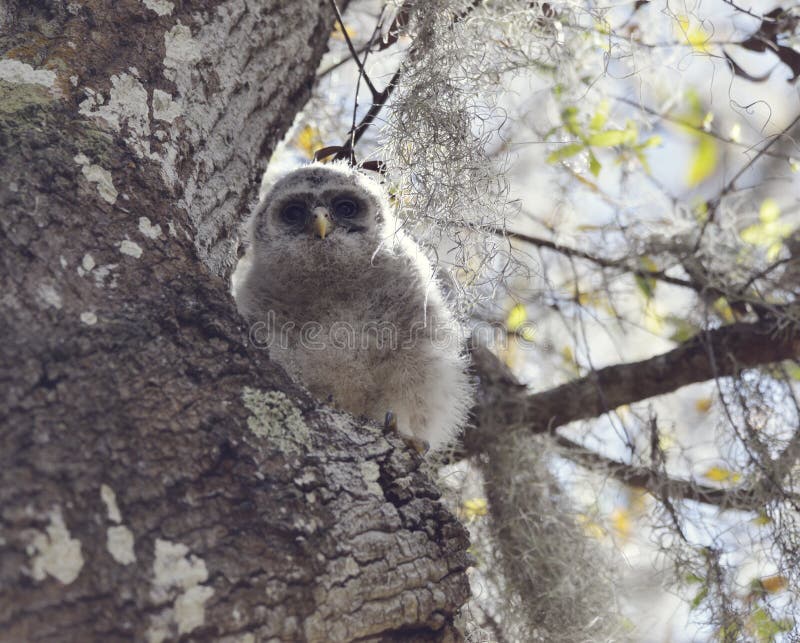 Baby Barred Owl stock image. Image of perch, birdwatching - 68658581