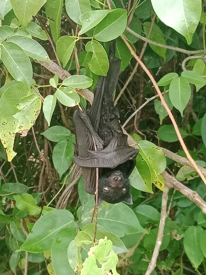 Baby bat in the green tree stock photo. Image of dense - 379212200