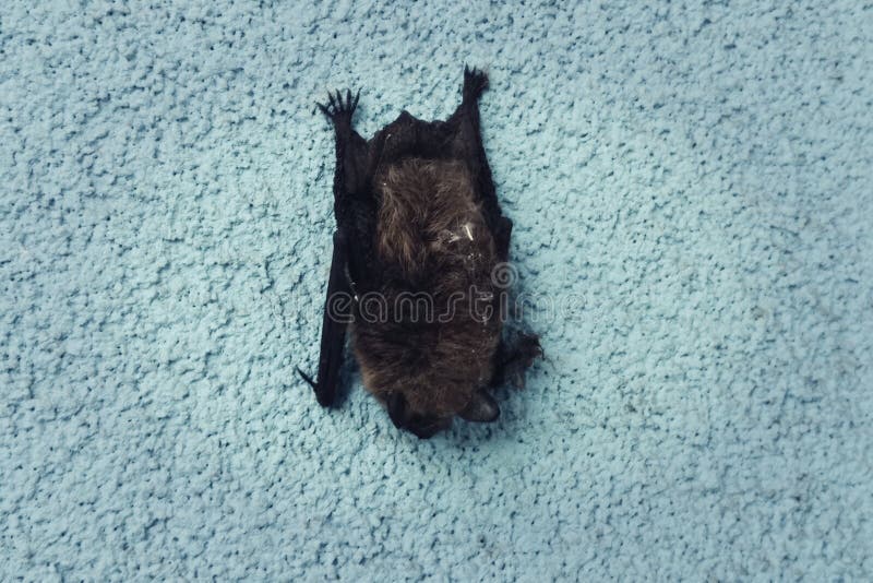 Baby bat stock photo. Image of baby, lost, alone, scared - 125962570