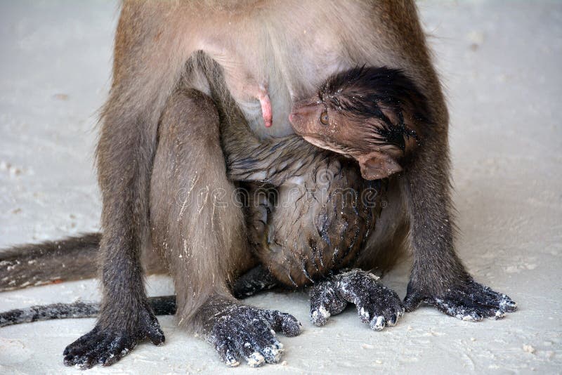 Baby Bay Monkey Ready To Drink from Mother Stock Image - Image of ...