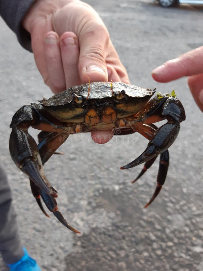 Baby beach crab stock image. Image of pest, crab, arthropod - 202931851