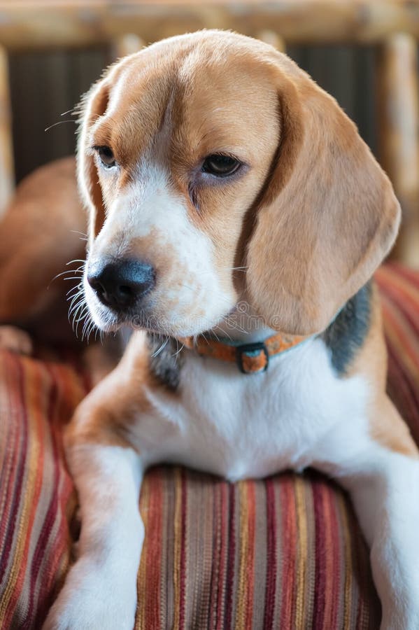 Baby Beagle on Orange Pillow Stock Photo - Image of puppy, puppies ...
