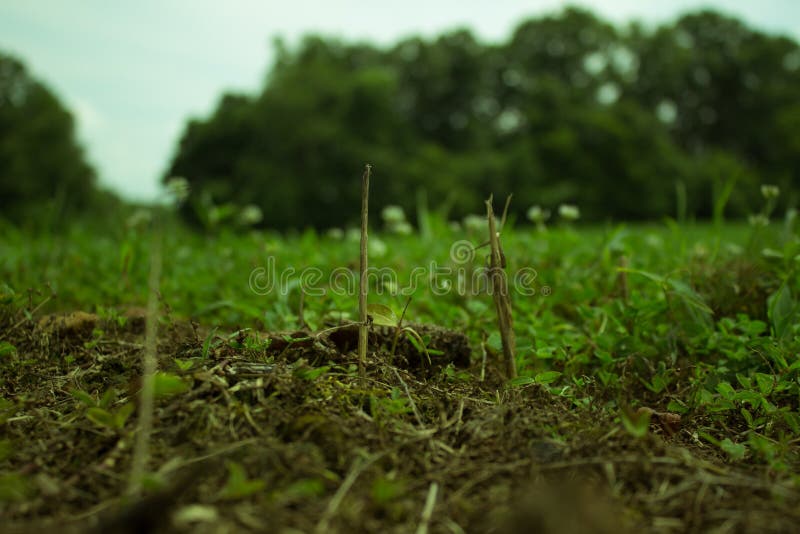 Baby Beans Learning To Sprout Stock Image - Image of brave, world ...