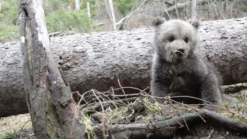 Baby Bear Cub Playing and Hugging Tree Stock Footage - Video of baby ...