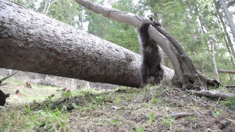 Baby Bear Cub Playing with Tree Hugging in Forest Stock Footage - Video ...