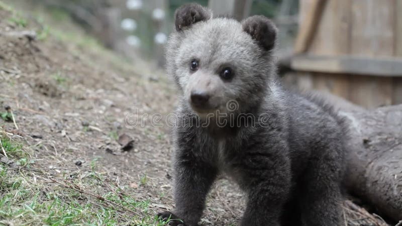 Baby Bear Cub Sitting and Playing in Forest with Tree Branch Stock ...