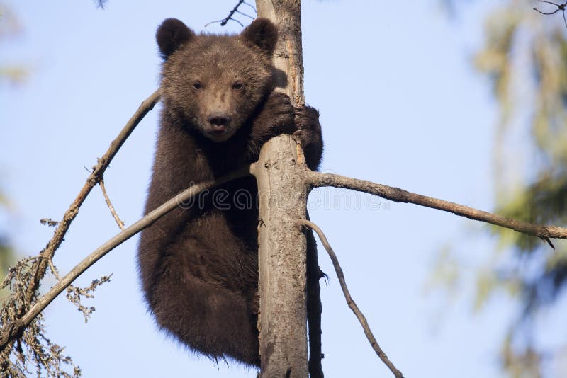 Baby Bear Hugging Spruce Tree Stock Image - Image of closeup, camera ...