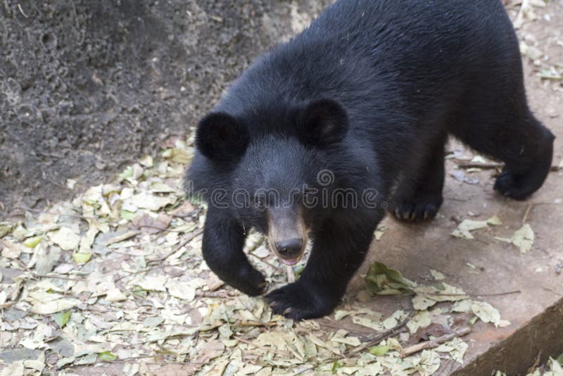 Baby bear, is playing fun stock image. Image of asiatic - 178696459
