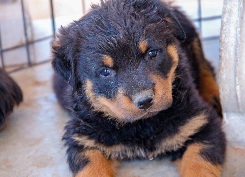 Baby Bear Rottweiler stock photo. Image of german, baby - 190840602