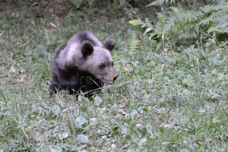 A Baby Bear is Smelling a Flower Stock Photo - Image of eyes, nature ...