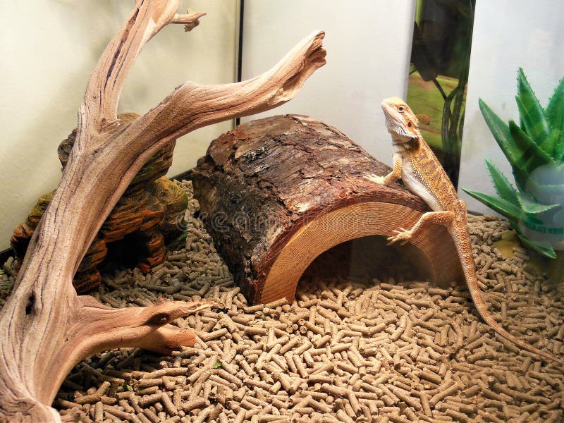 Baby Bearded Dragon stock image. Image of bearded, companion - 239599995