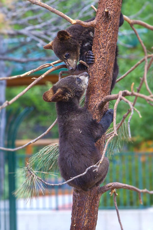 Baby bears stock image. Image of baby, touch, climb, playing - 73386543