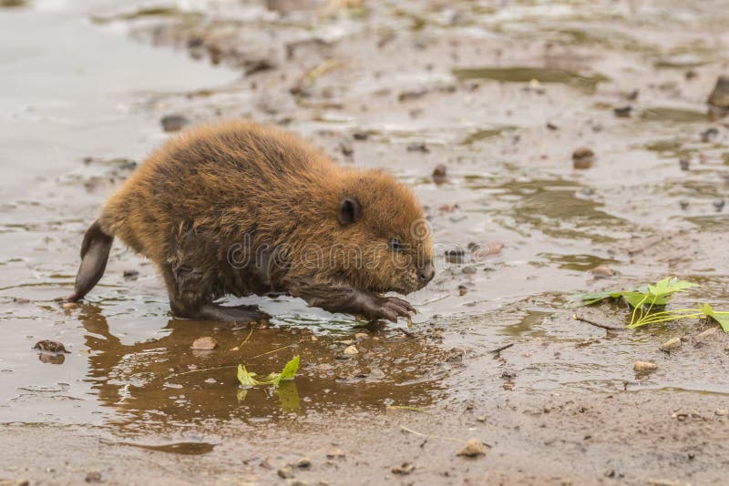 Baby Beaver stock image. Image of coming, edge, water - 73614407