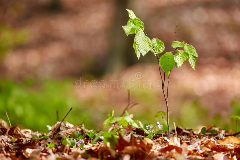 Baby tree stock image. Image of natural, growth, decorative - 16014471