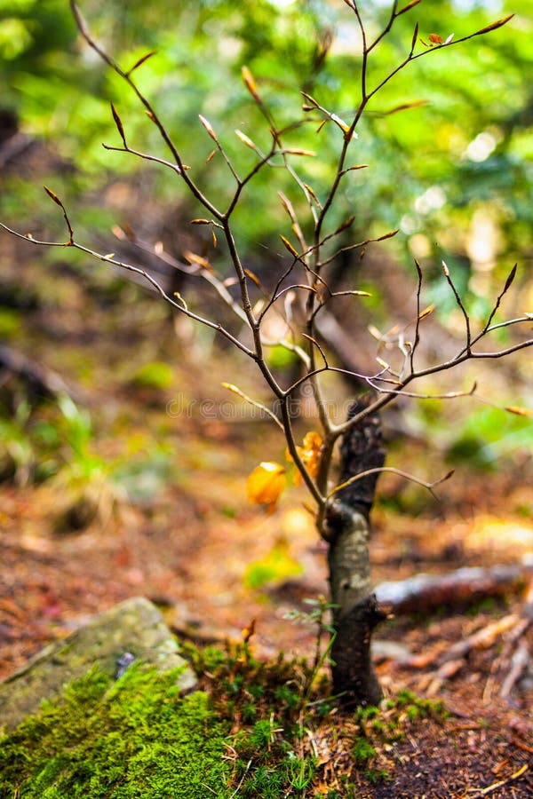 Baby tree stock image. Image of natural, growth, decorative - 16014471