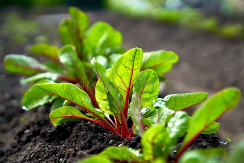 Baby Beetroot Growing in the Garden Bed Stock Image - Image of beetroot ...