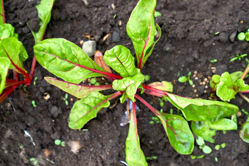Baby Beetroot Growing in the Garden Bed Stock Photo - Image of ...