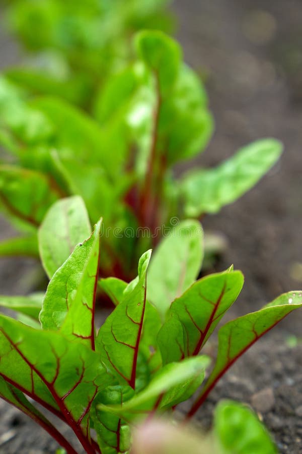 Baby Beetroot Growing in the Garden Bed Stock Image - Image of ...