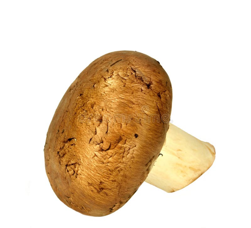 Pilze, Teigwaren Und Basilikum Baby Bella Stockbild - Bild von koch ...