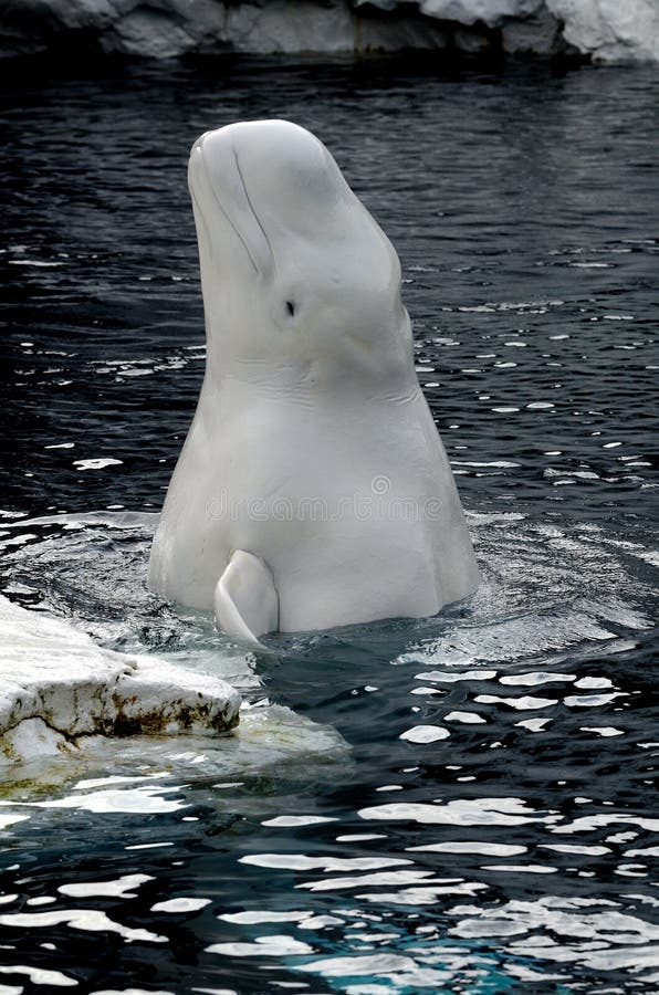Beluga whale tail stock photo. Image of arctic, belugas - 104872