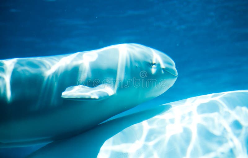 Friendly Beluga Whale stock image. Image of cute, calf - 15164145
